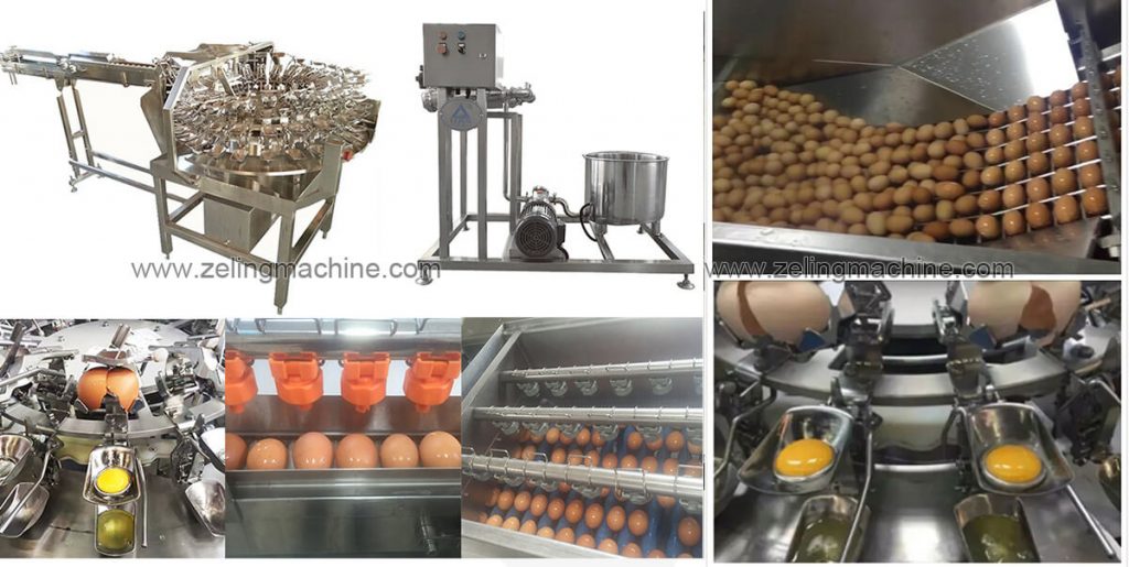 Eggs White and Yolk Separating Machine – Shijiazhuang Zeling Technology ...